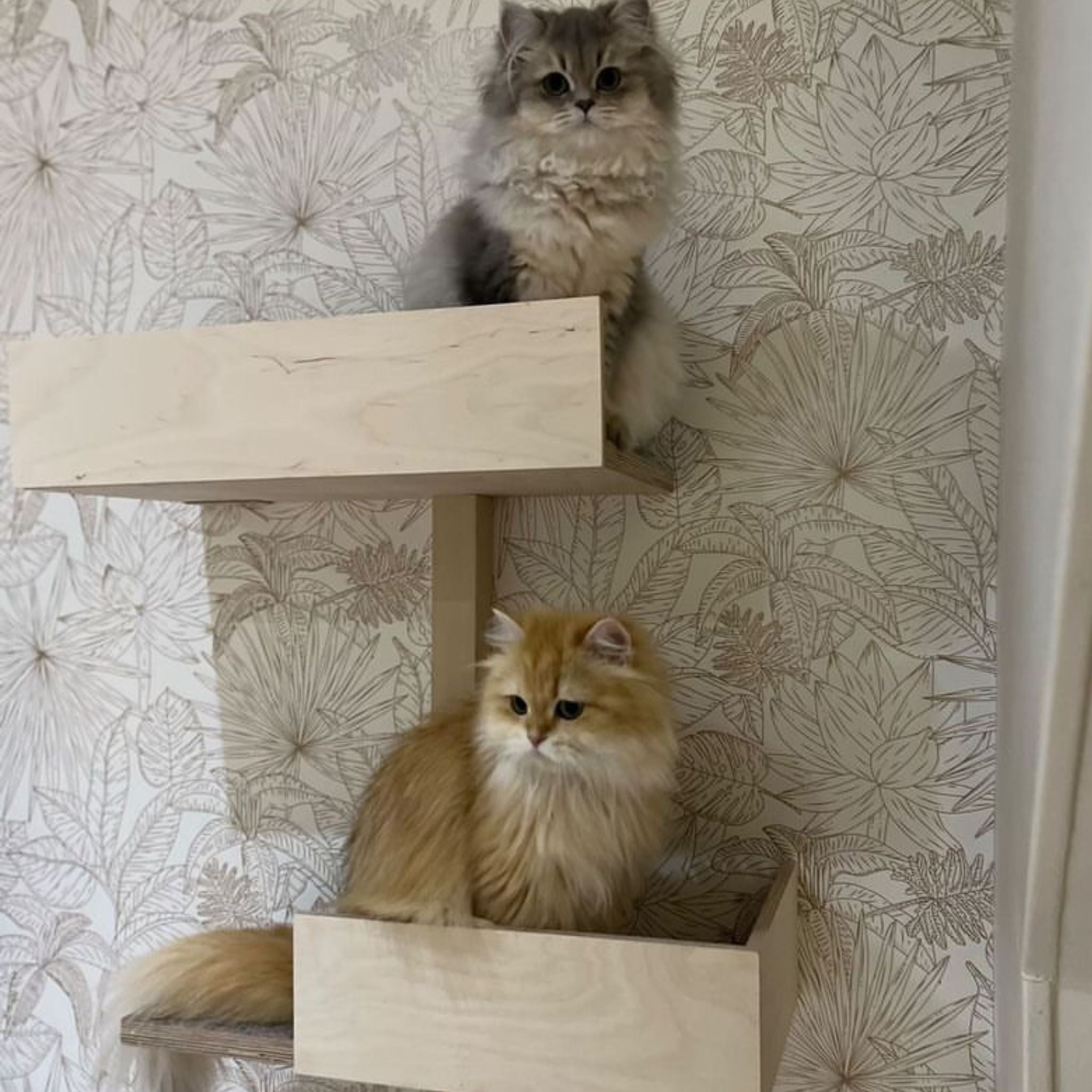 Ladder for cat wall climbing – Kissan Ilo Oy