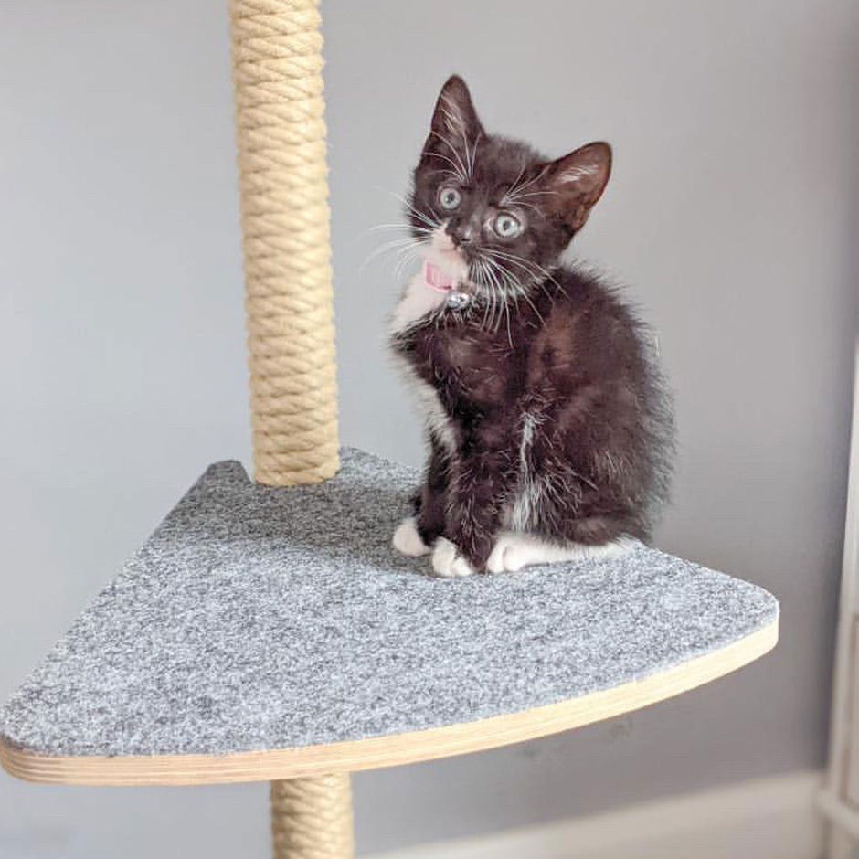 Cat climbing trees, cat scratching trees, cat towers, scratching posts ...