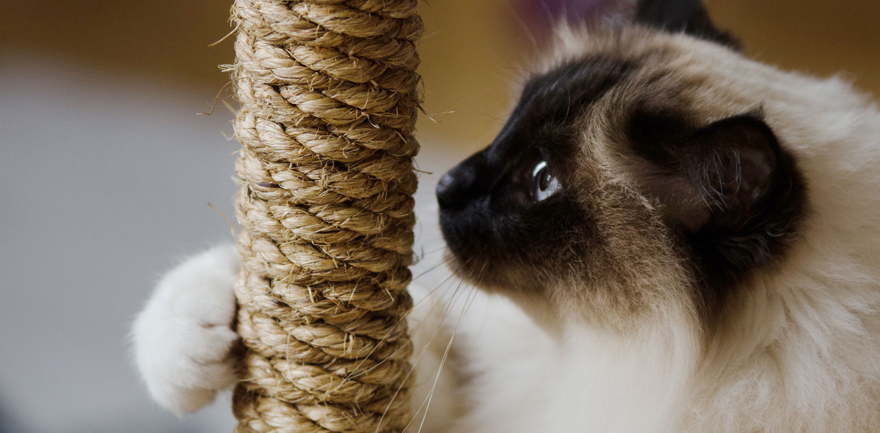 Cat climbing trees, cat scratching trees, cat towers, scratching posts ...